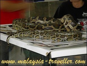 Penang Snake Temple